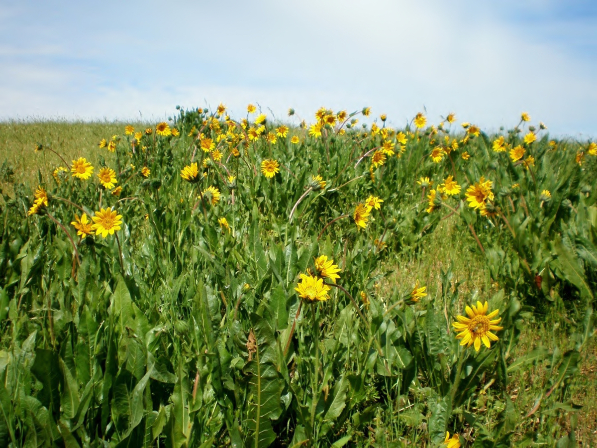 Mule's ears | FWS.gov