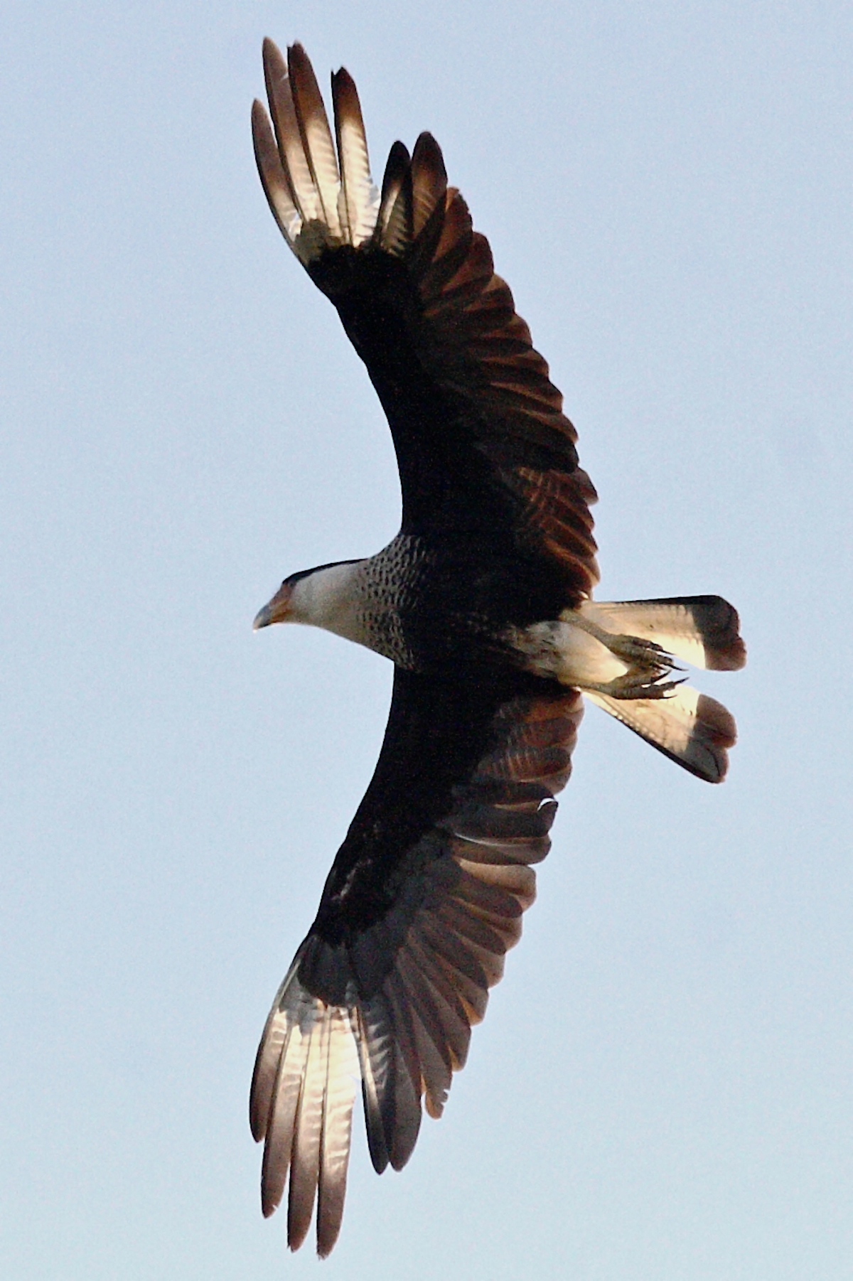 Crested Caracara | FWS.gov