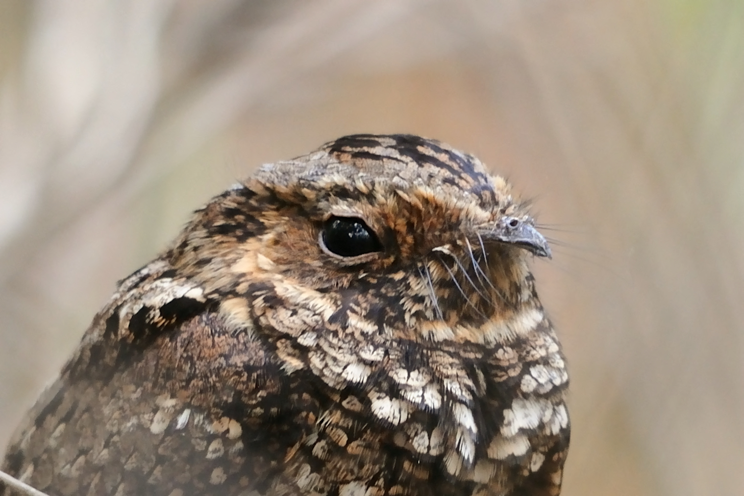 Puerto Rican nightjar | FWS.gov