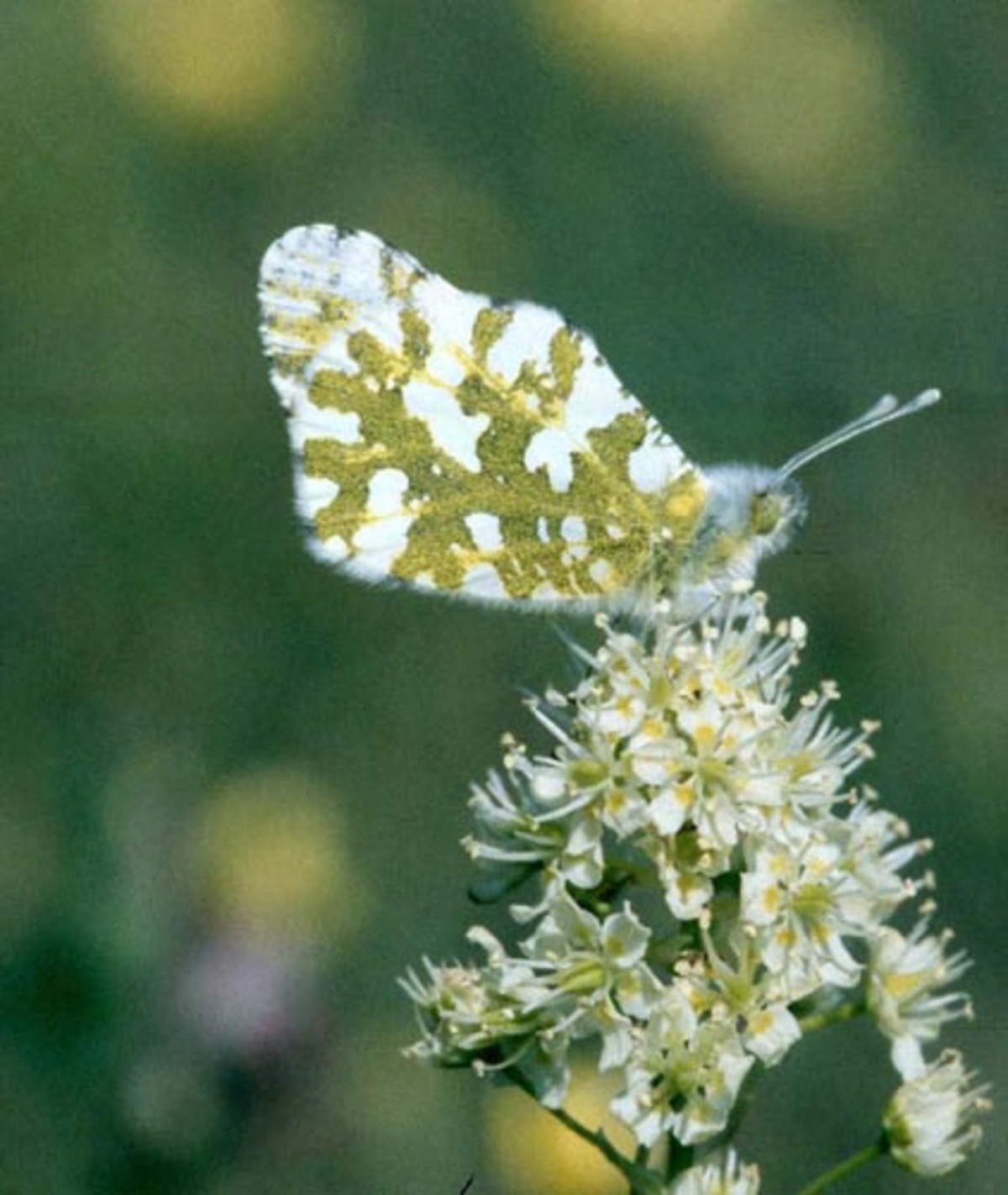 Island marble butterfly | FWS.gov