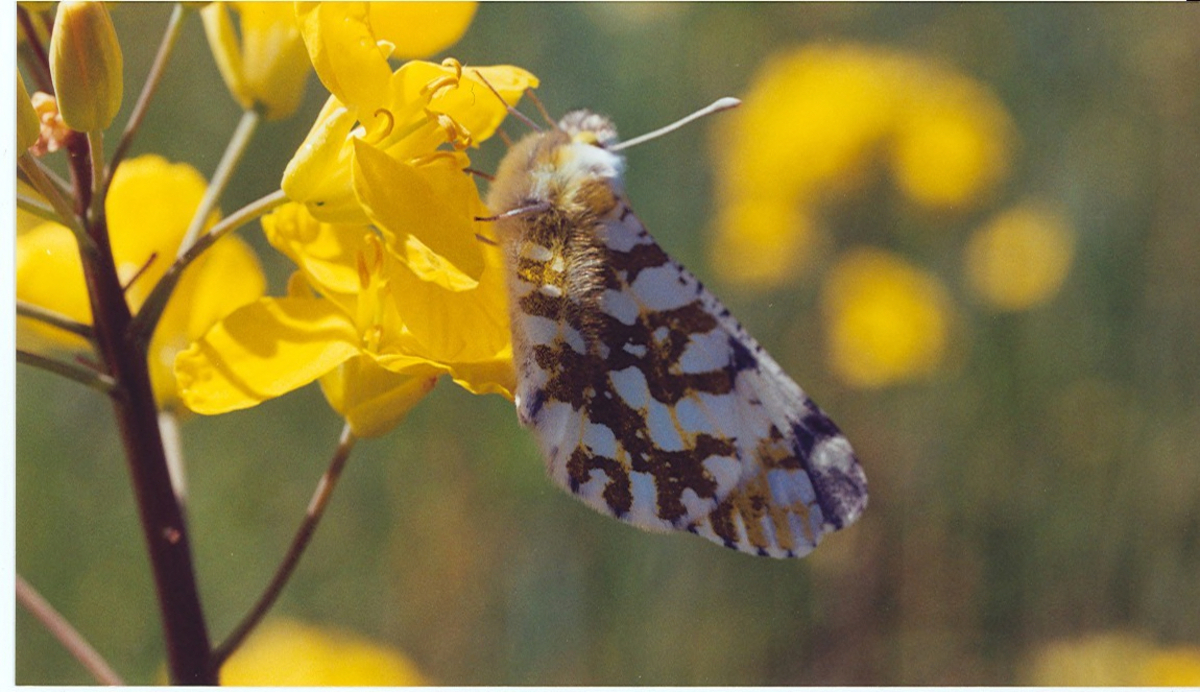 Island marble butterfly | FWS.gov