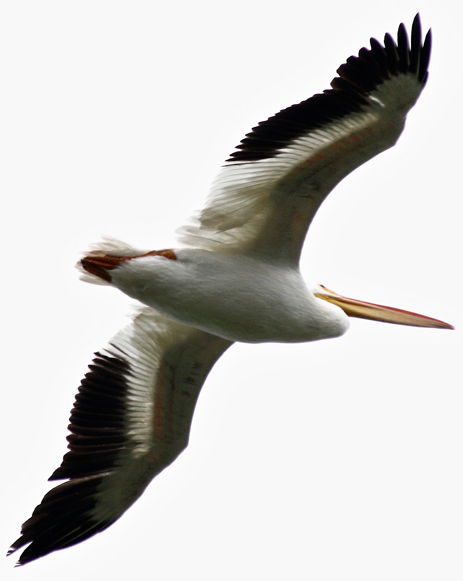 American White Pelican | FWS.gov