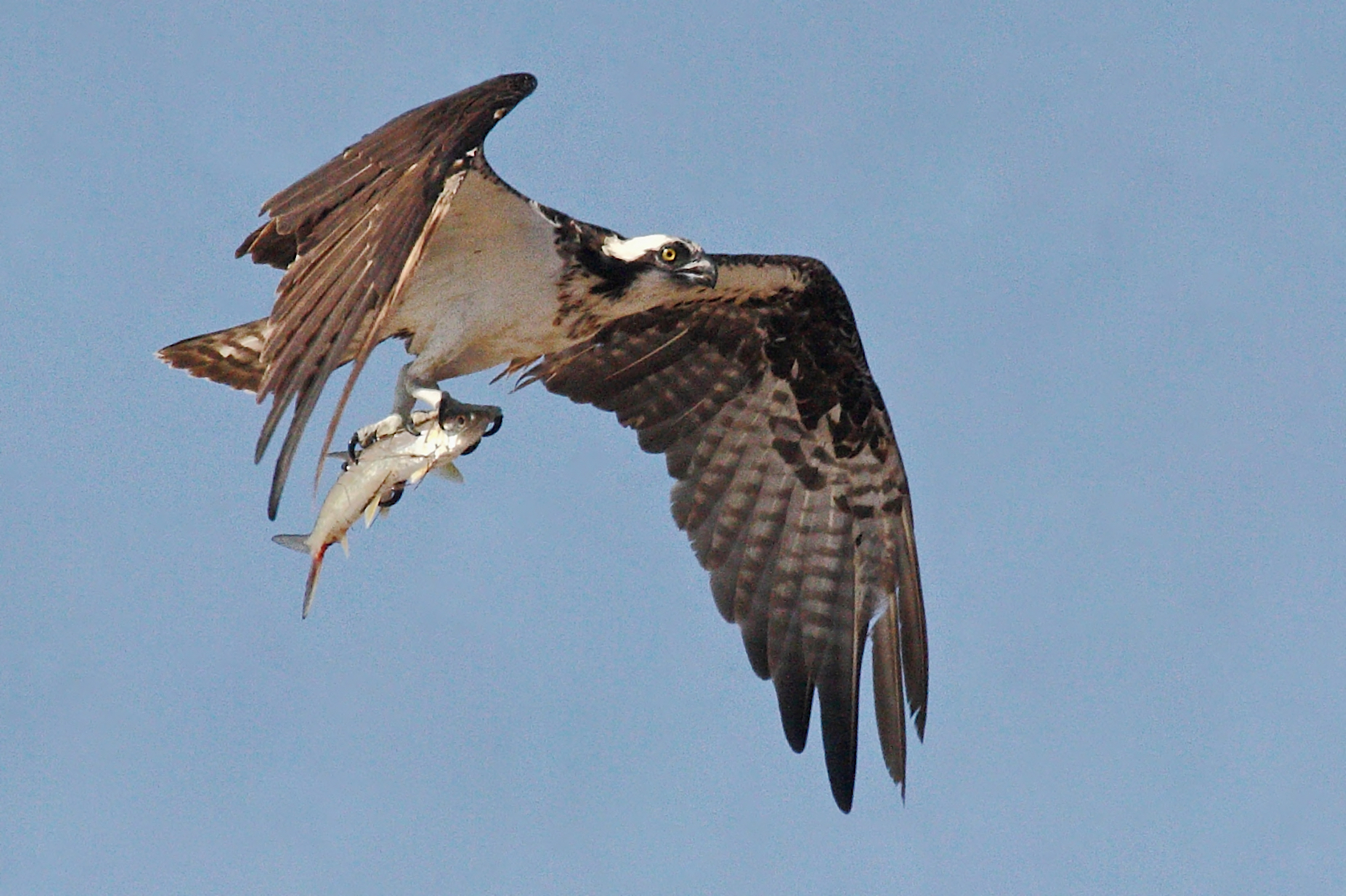 Osprey | FWS.gov