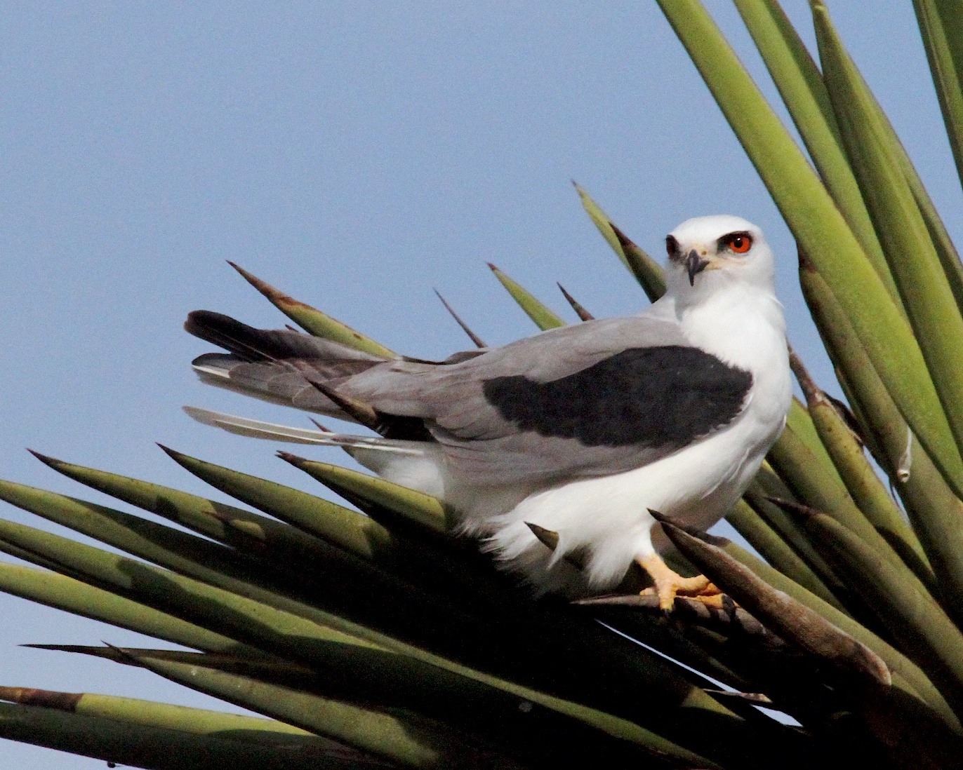 White-tailed Kite | FWS.gov