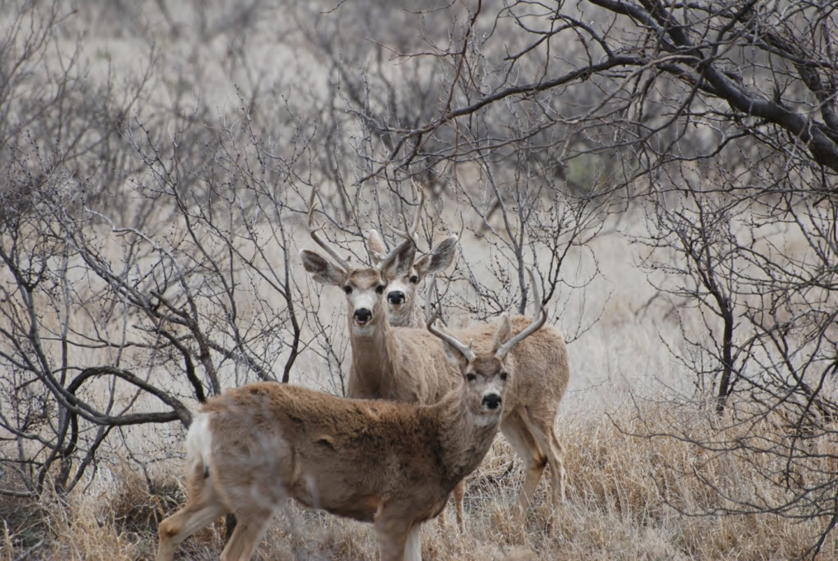 Three Deer on Muleshoe National Wildlife refuge | FWS.gov