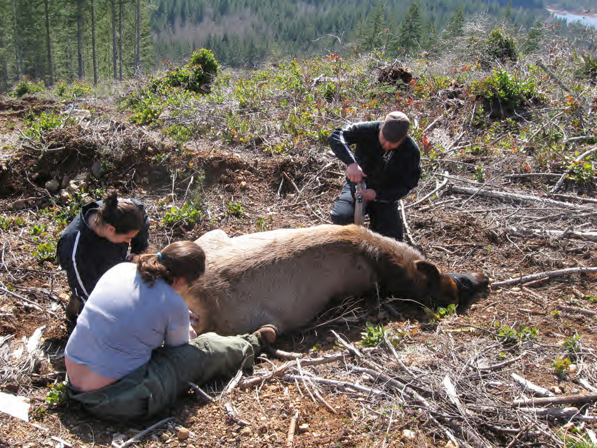 Tribal biologist monitor Elk's health before release | FWS.gov
