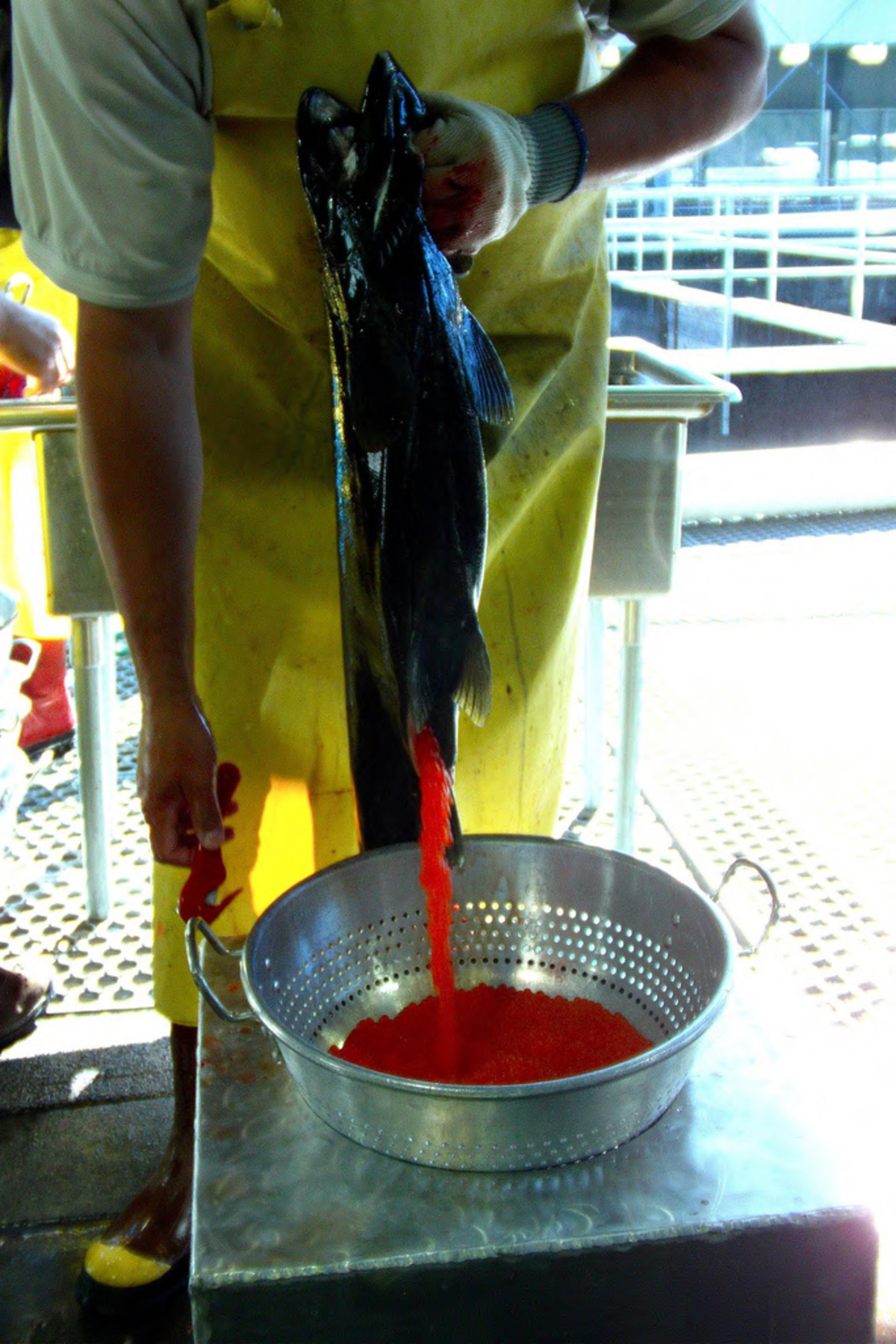 Harvesting eggs from female Chinook | FWS.gov