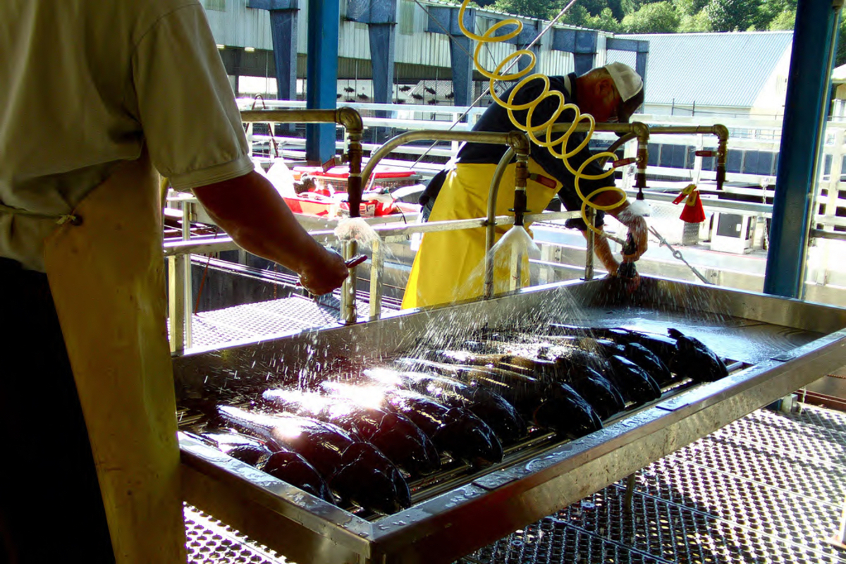 Female Chinook at the Carson National Fish Hatchery | FWS.gov