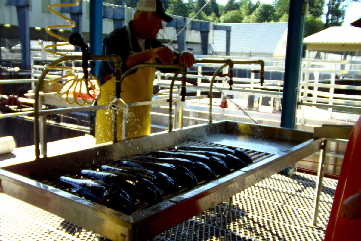 Female Chinook at the Carson National Fish Hatchery | FWS.gov