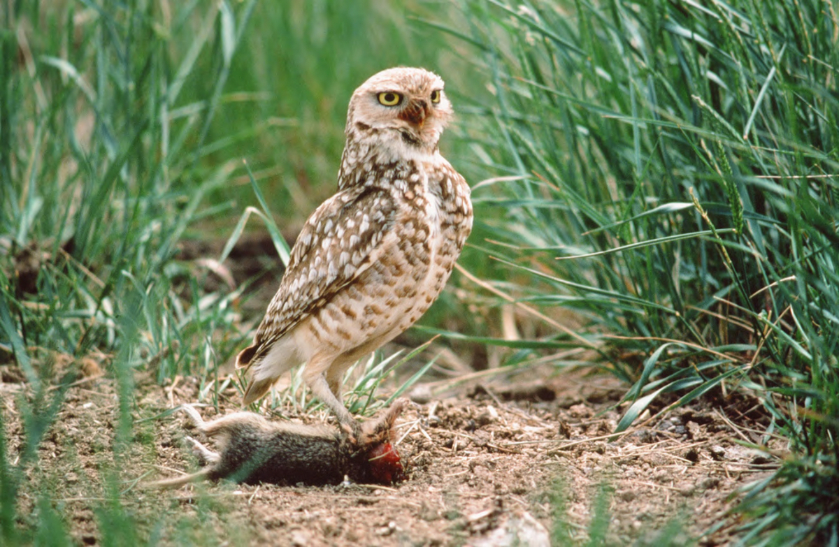 Western Burrowing Owl | FWS.gov
