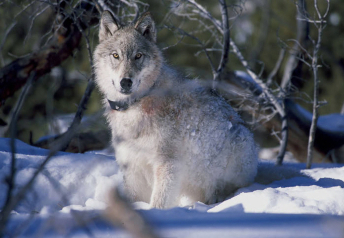 Endangered gray wolf | FWS.gov
