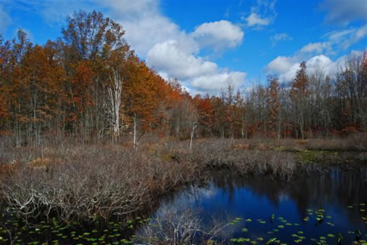 Fall colors at Great Swamp National Wildlife Refuge | FWS.gov