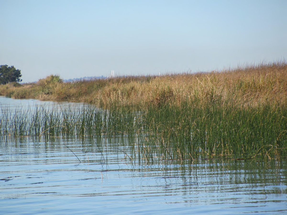 Montezuma Slough | FWS.gov
