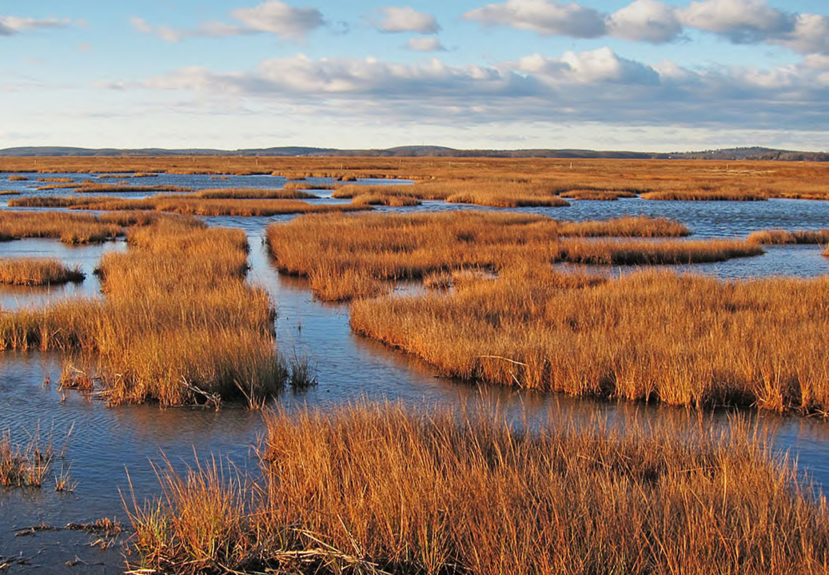 Marsh | FWS.gov