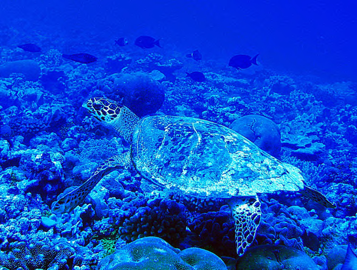 Hawksbill sea turtle | FWS.gov