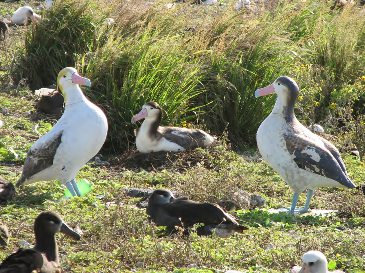 Short-tailed Albatross Nesting at Midway Atoll National Wildlife Refuge ...