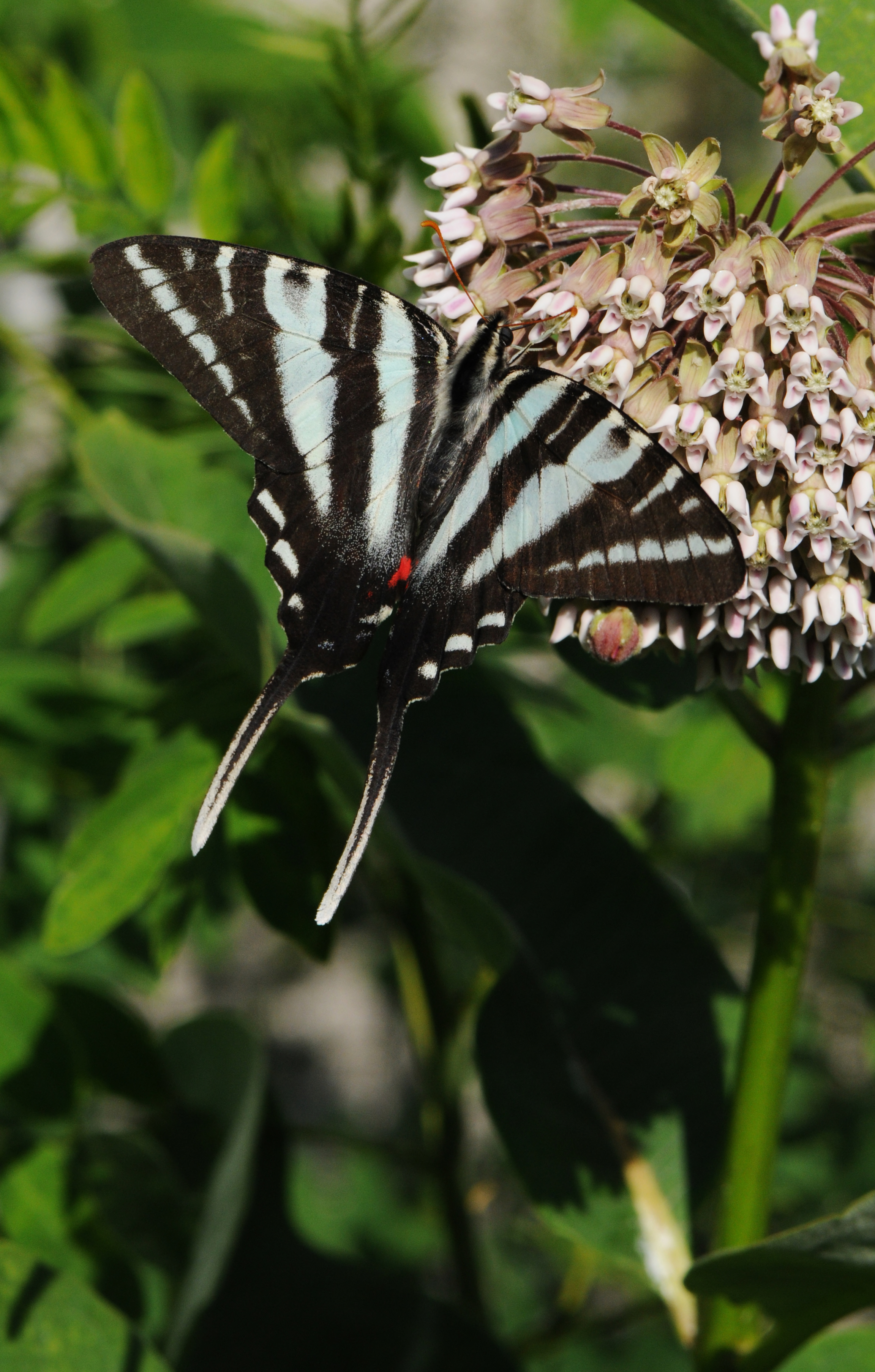 Zebra Swallowtail | FWS.gov