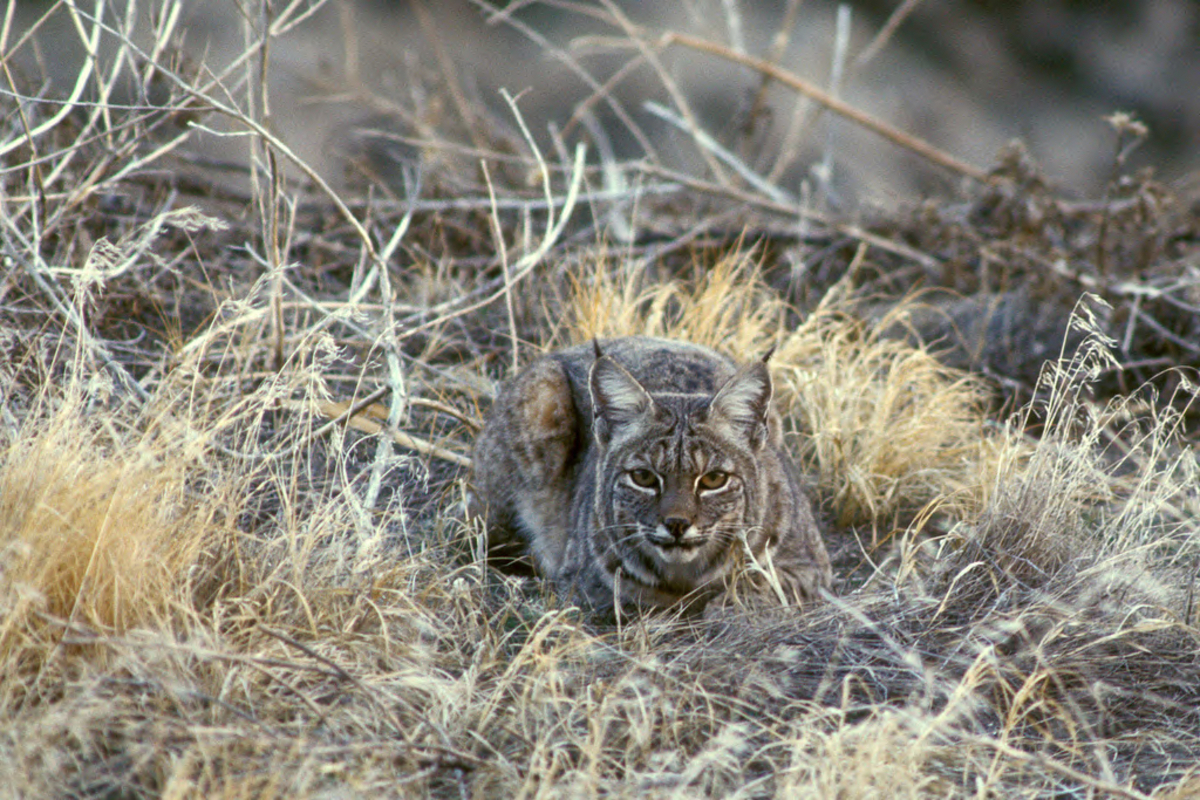 Bobcat | FWS.gov