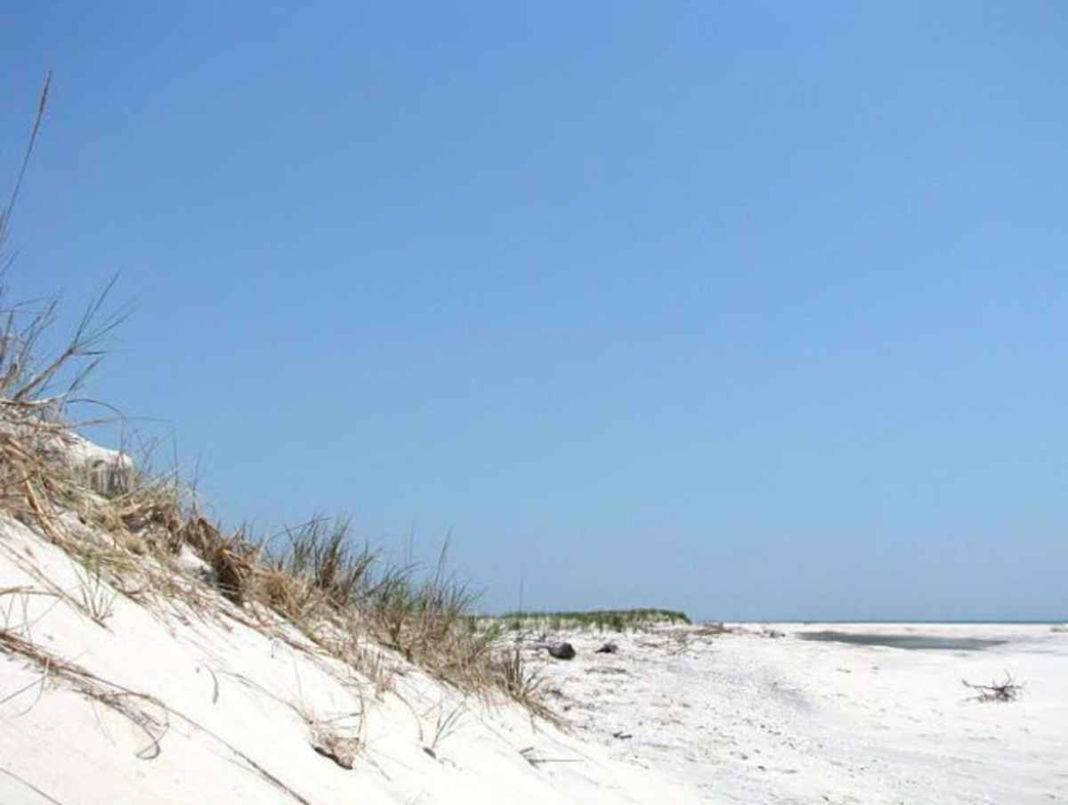 View of dune at Holgate Beach | FWS.gov