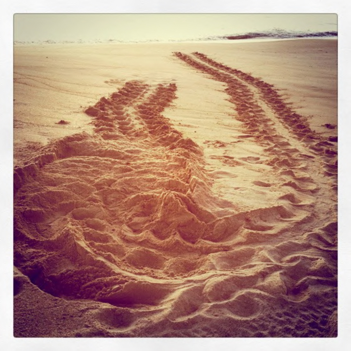 Loggerhead Sea Turtle nest | FWS.gov