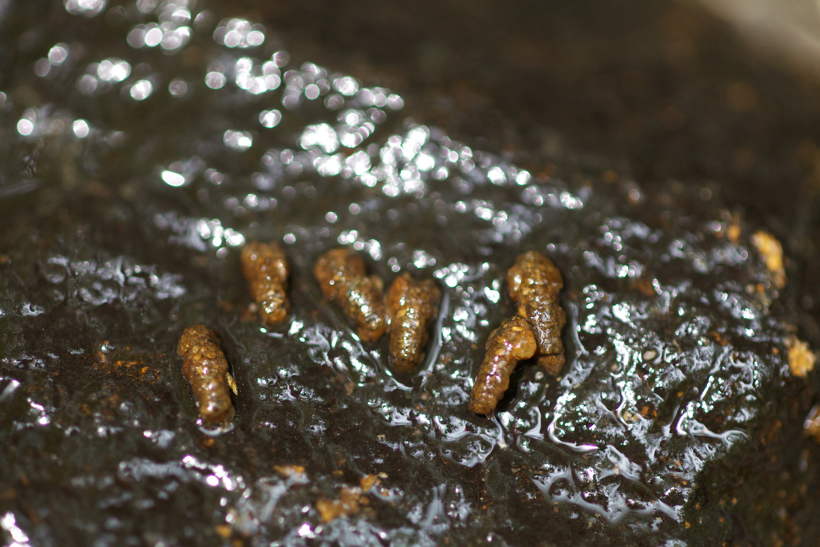 Aquatic invertebrate | FWS.gov