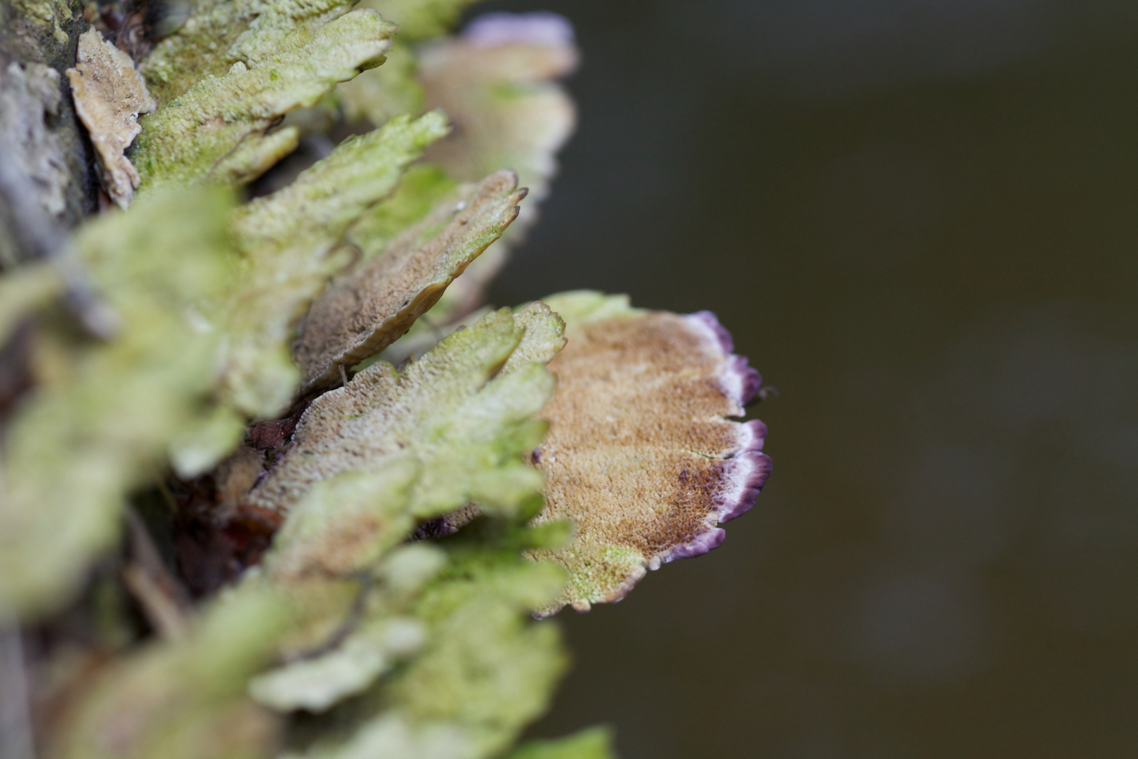 Shelf fungus | FWS.gov