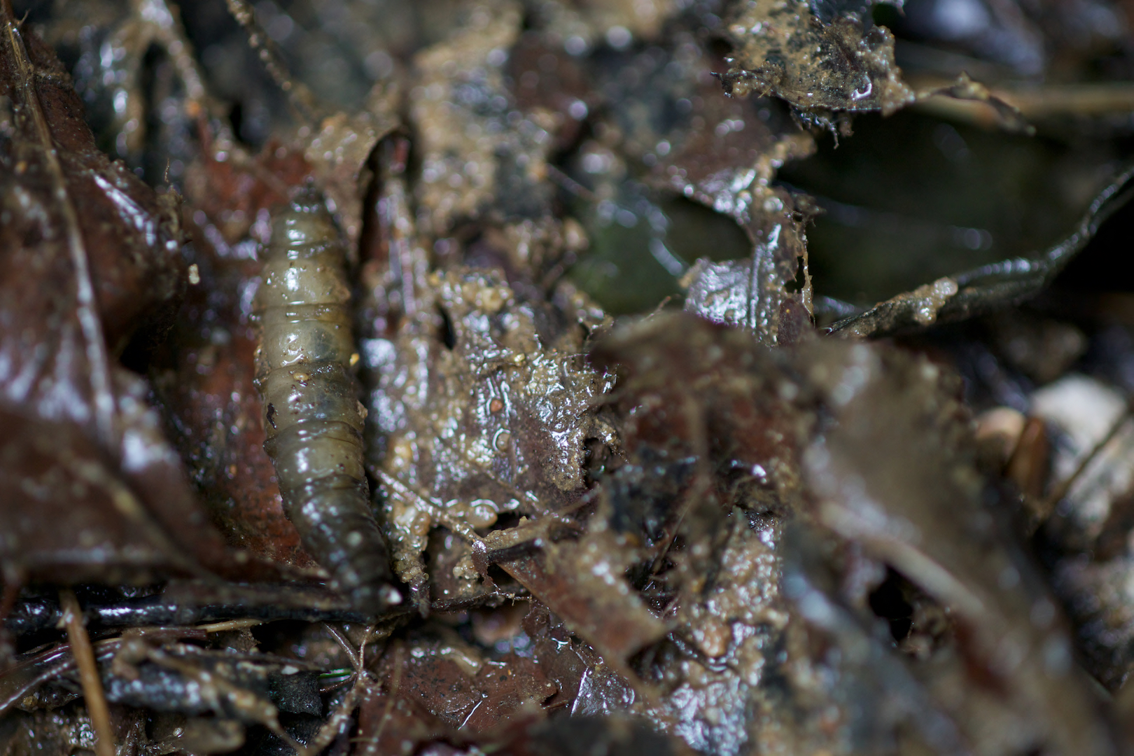 Aquatic invertebrate | FWS.gov