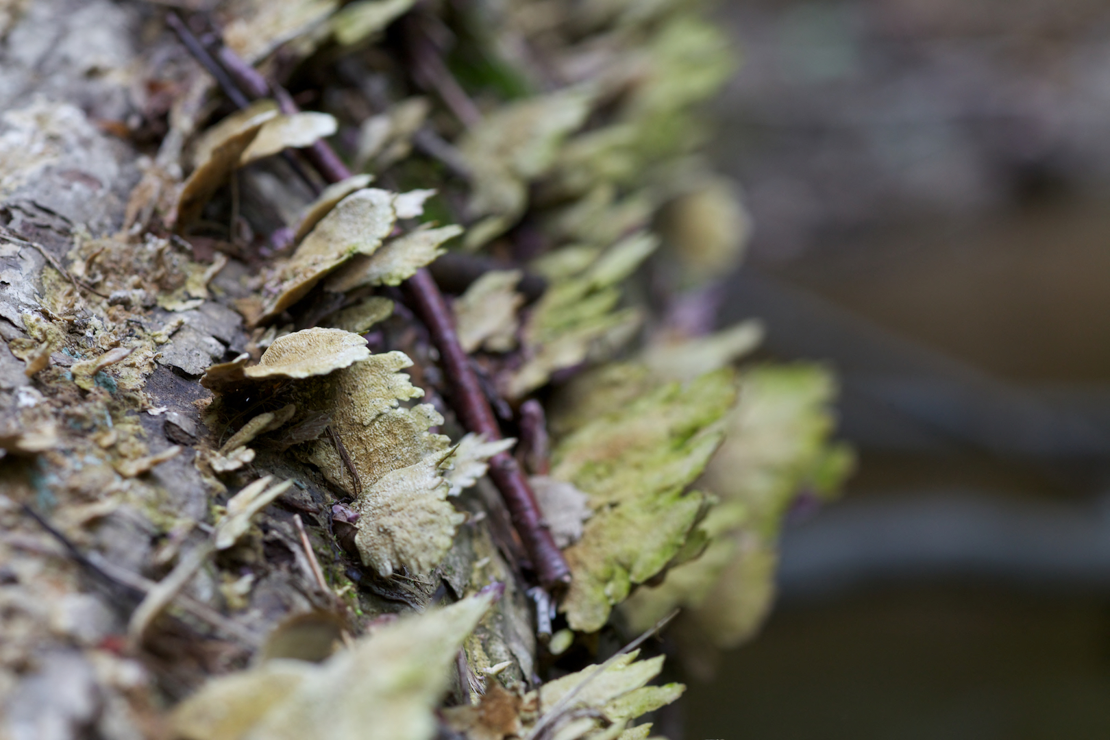 Shelf fungus | FWS.gov