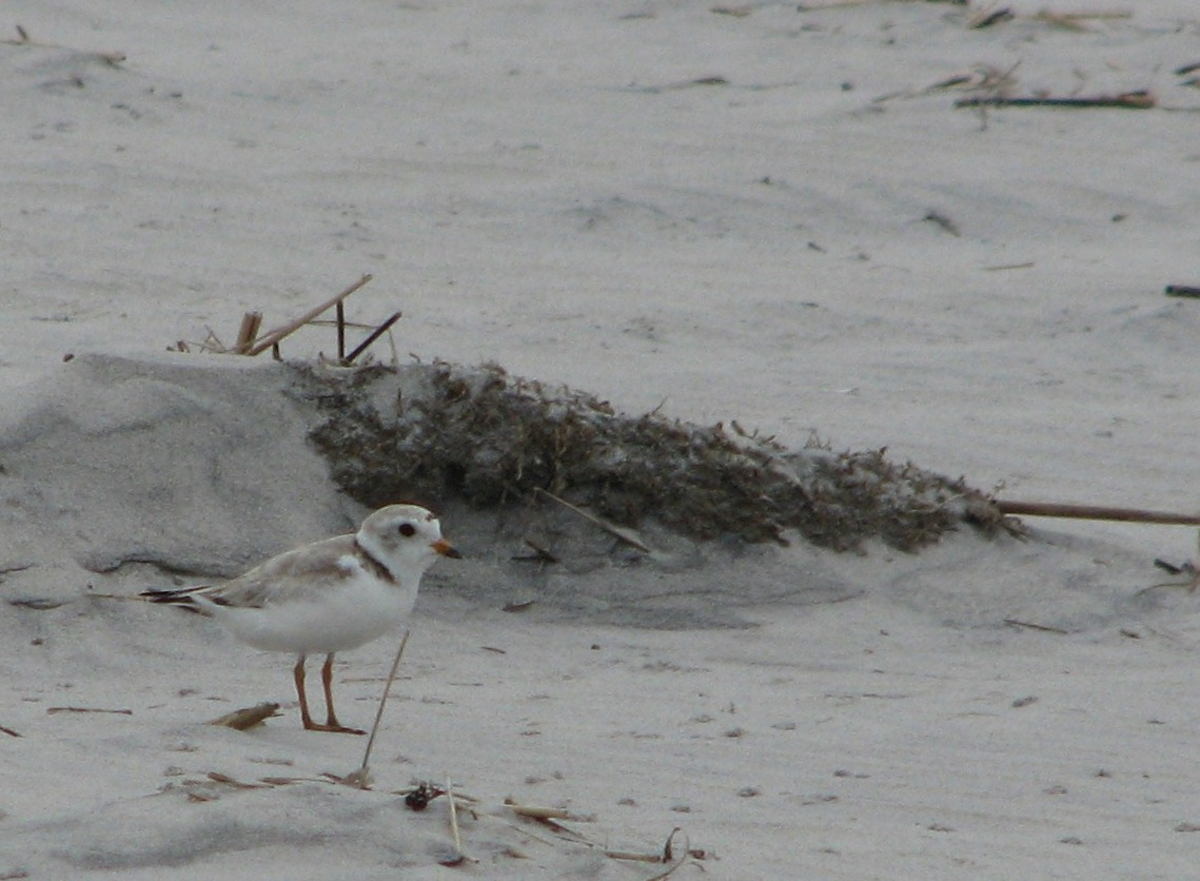 Piping plover adult at Holgate Beach | FWS.gov