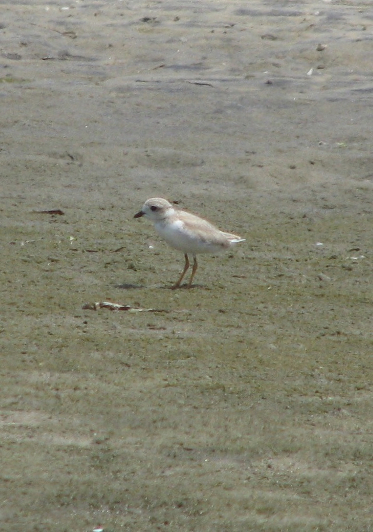 Piping plover chick | FWS.gov