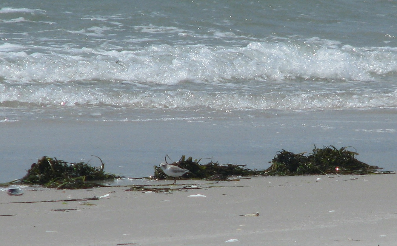 Piping plover chick | FWS.gov