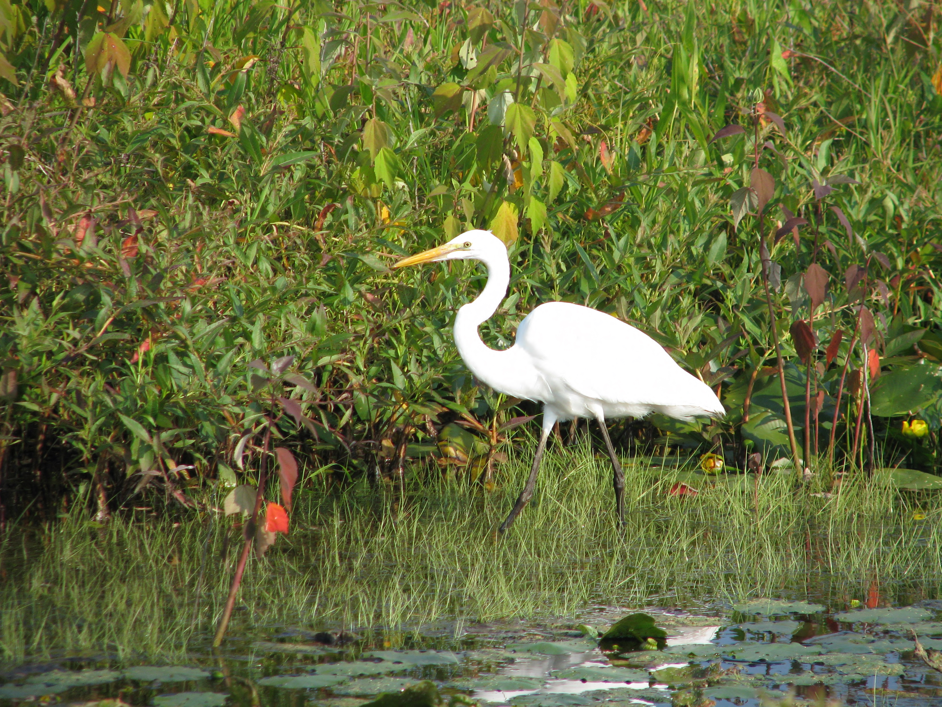 Great egret | FWS.gov