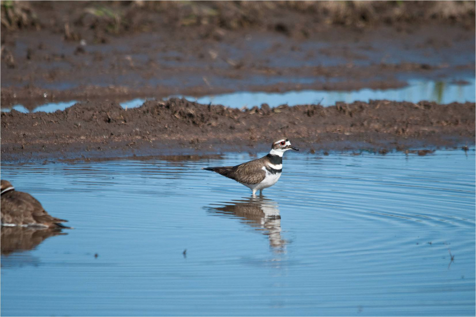 Killdeer | FWS.gov