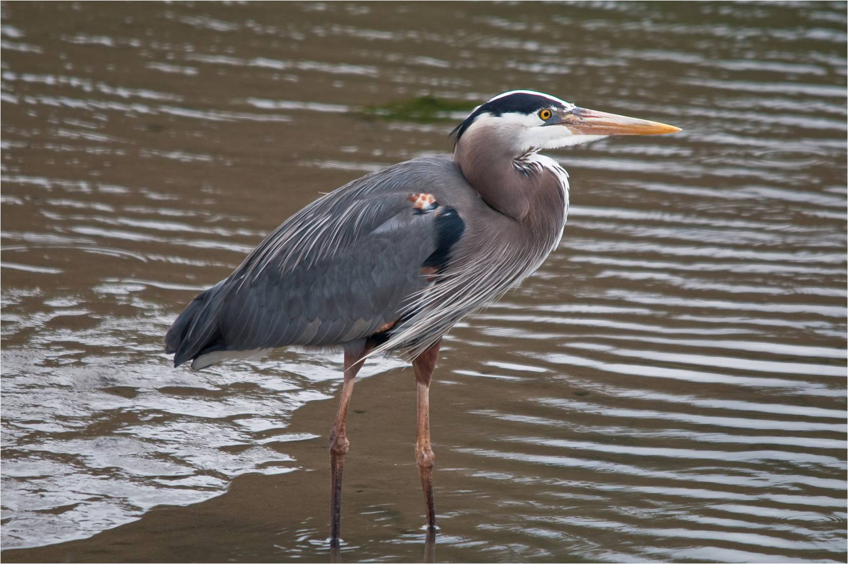 Great blue heron | FWS.gov