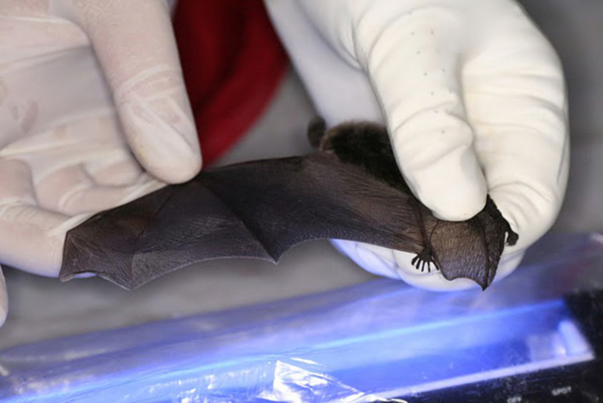 Inspecting bat's wing | FWS.gov
