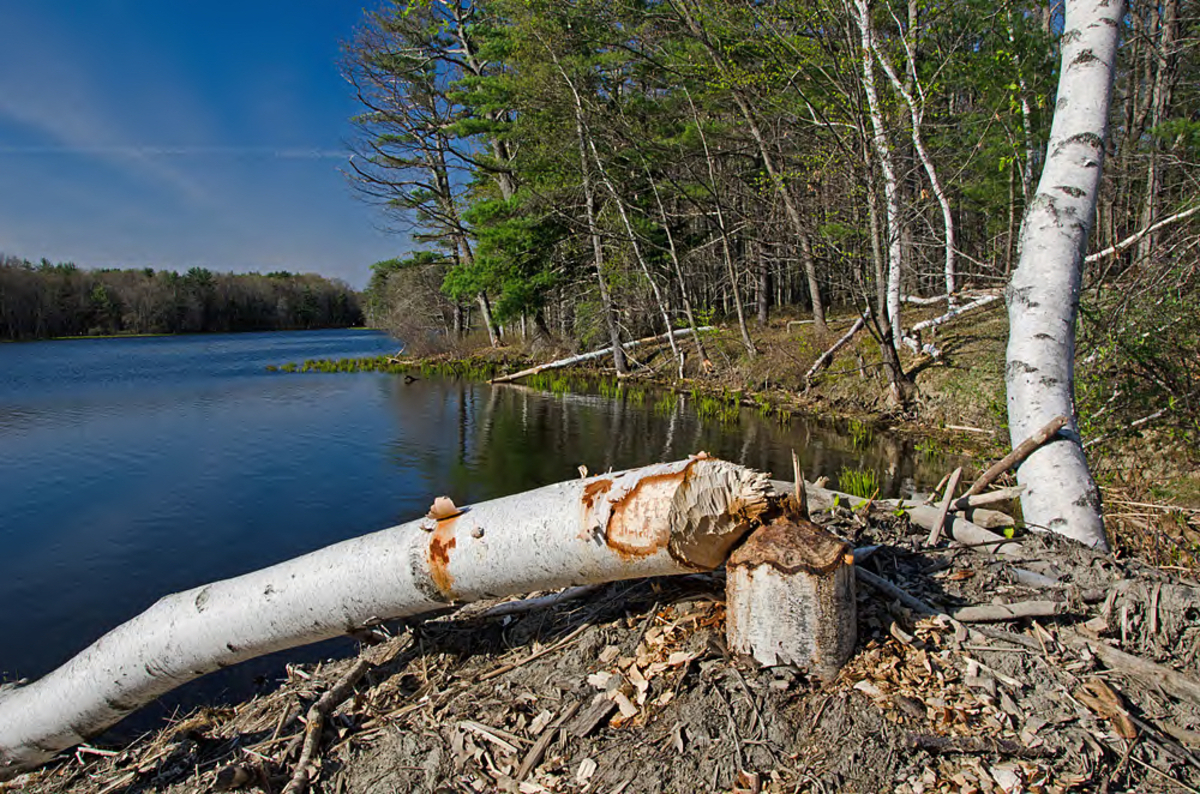 Beaver chew | FWS.gov
