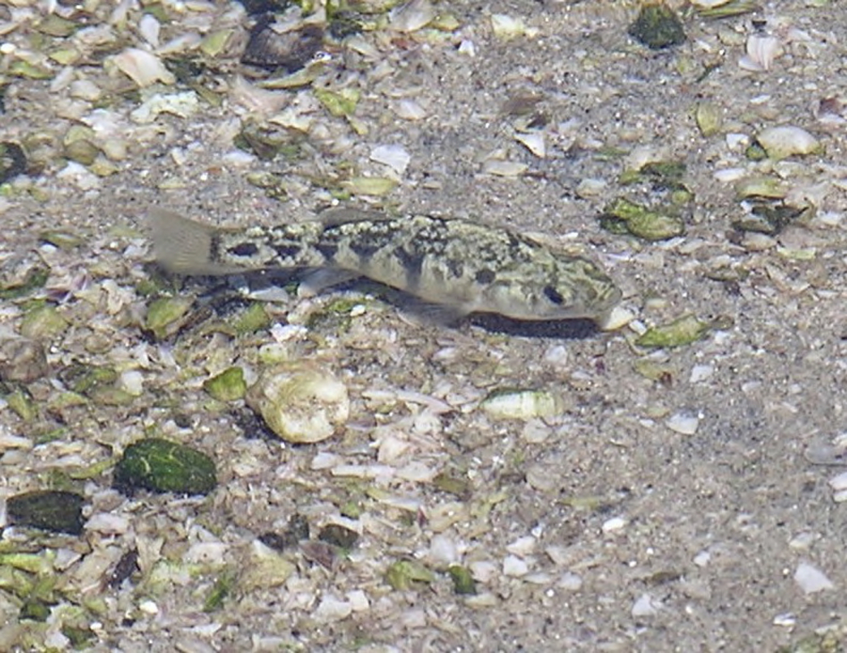 Female Desert pupfish | FWS.gov
