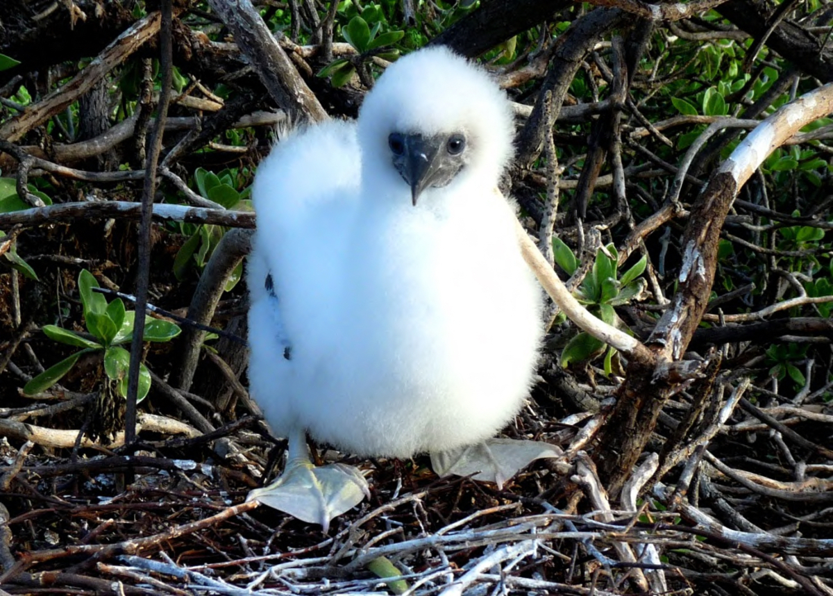 Juvenile Red-footed booby | FWS.gov
