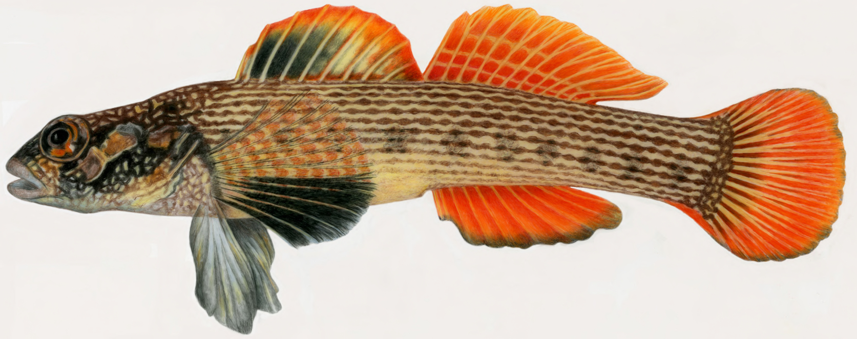 Striped darter | FWS.gov