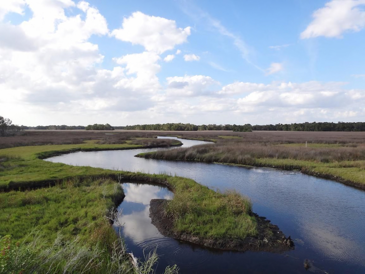 Salt Marsh | FWS.gov