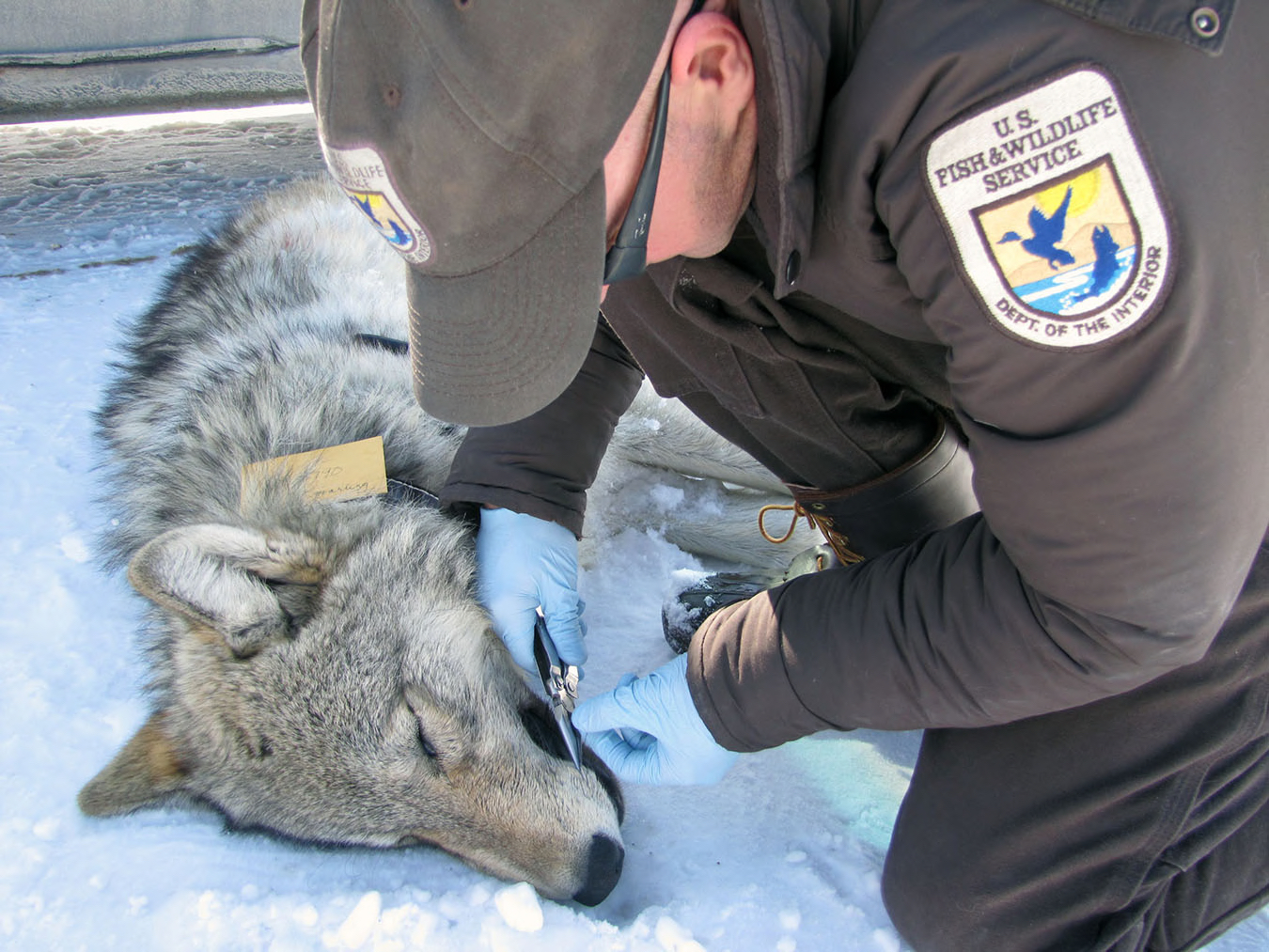 Wolf collaring | FWS.gov