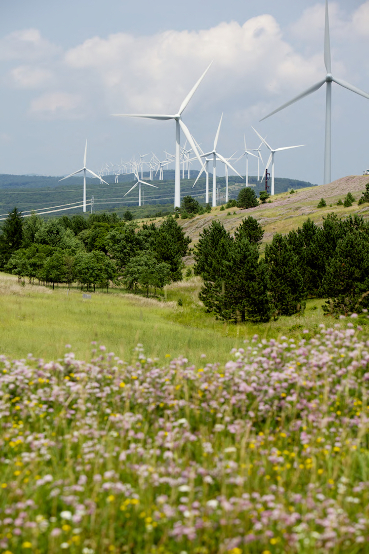 Mount Storm wind farm | FWS.gov