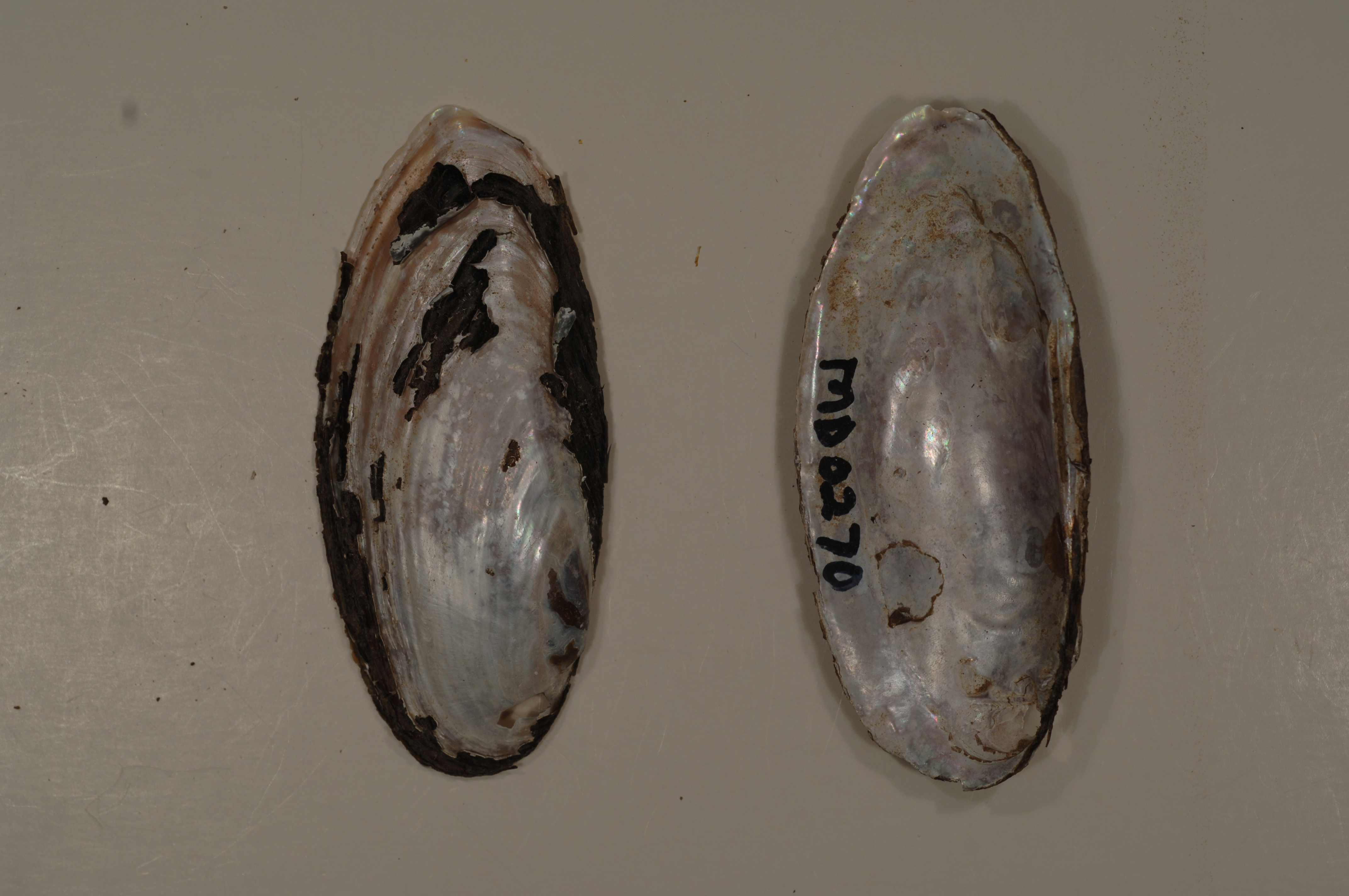 Elliptio lanceolata | FWS.gov