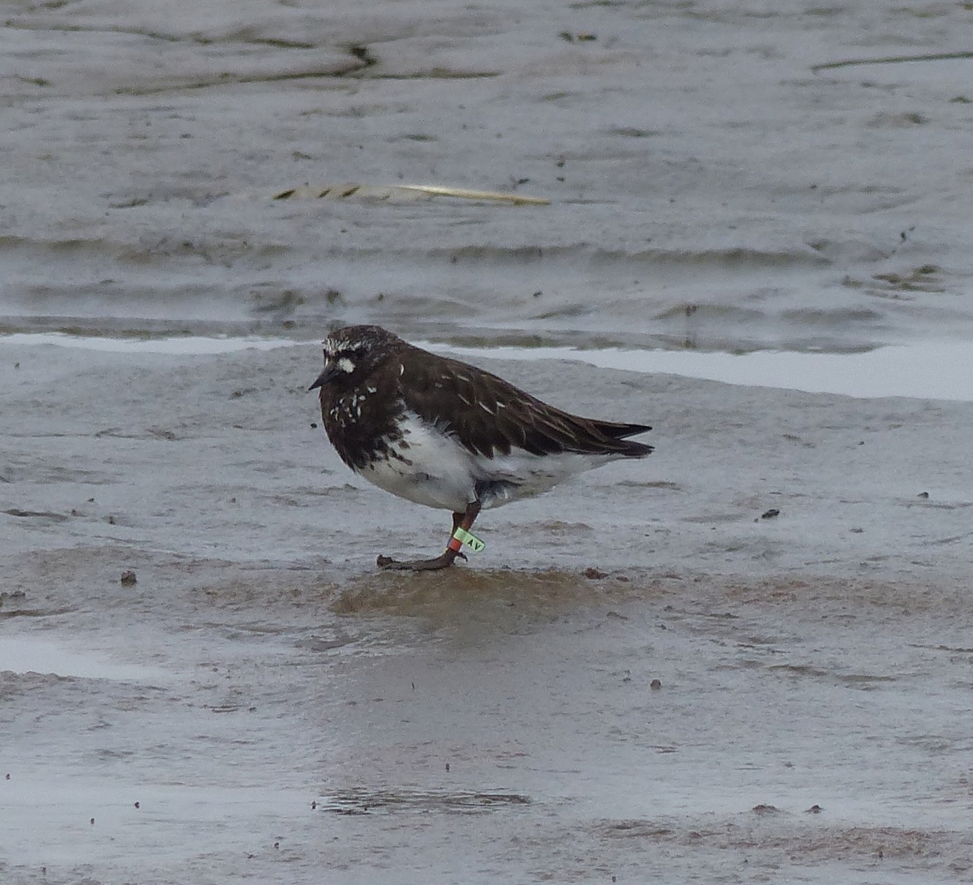 Color marked Black Turnstone | FWS.gov
