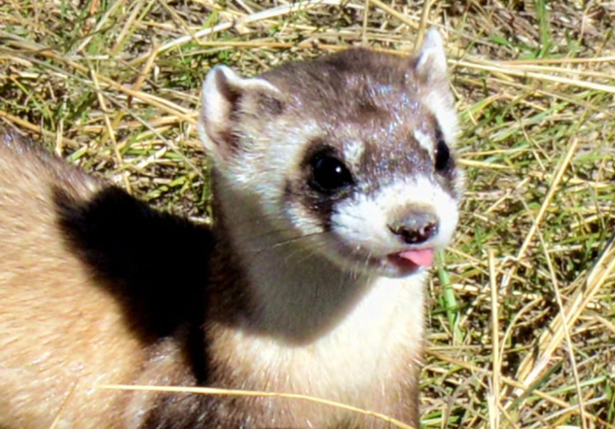Black-footed Ferret kit | FWS.gov