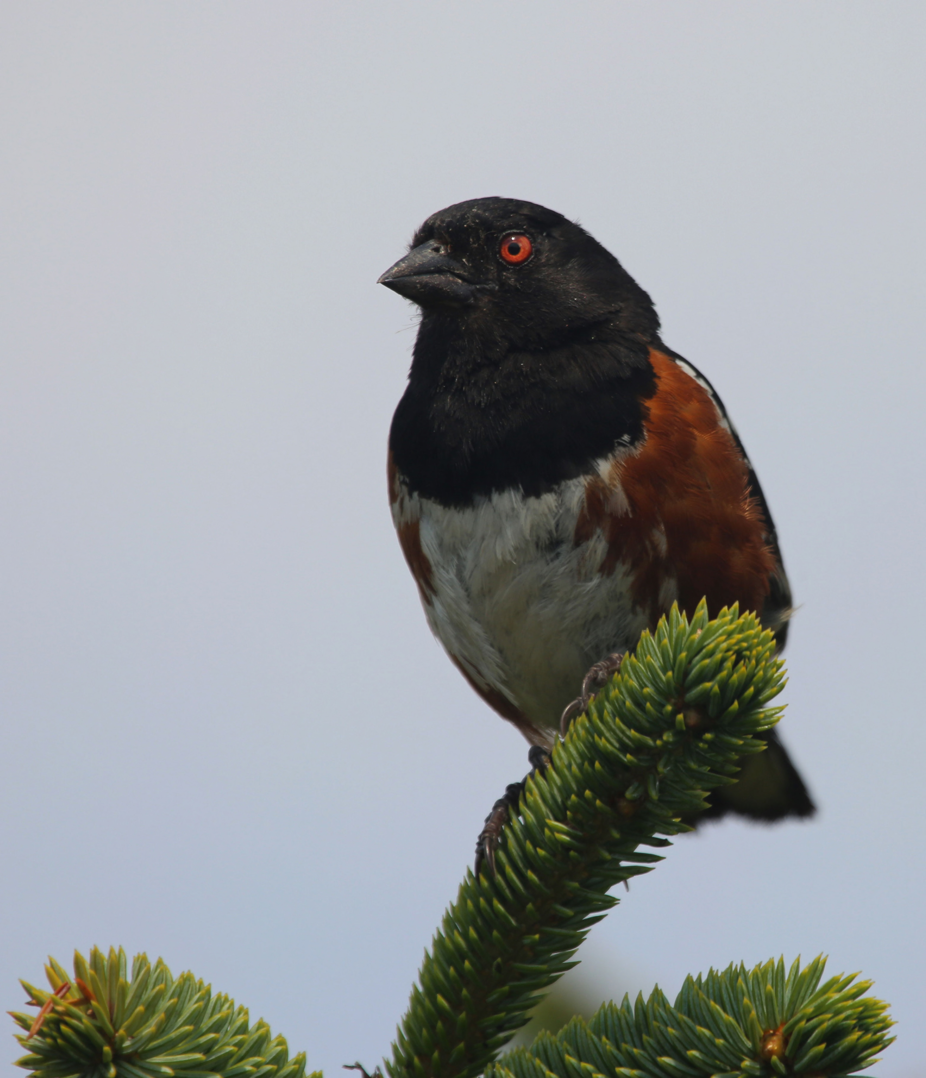 Spotted Towhee | FWS.gov