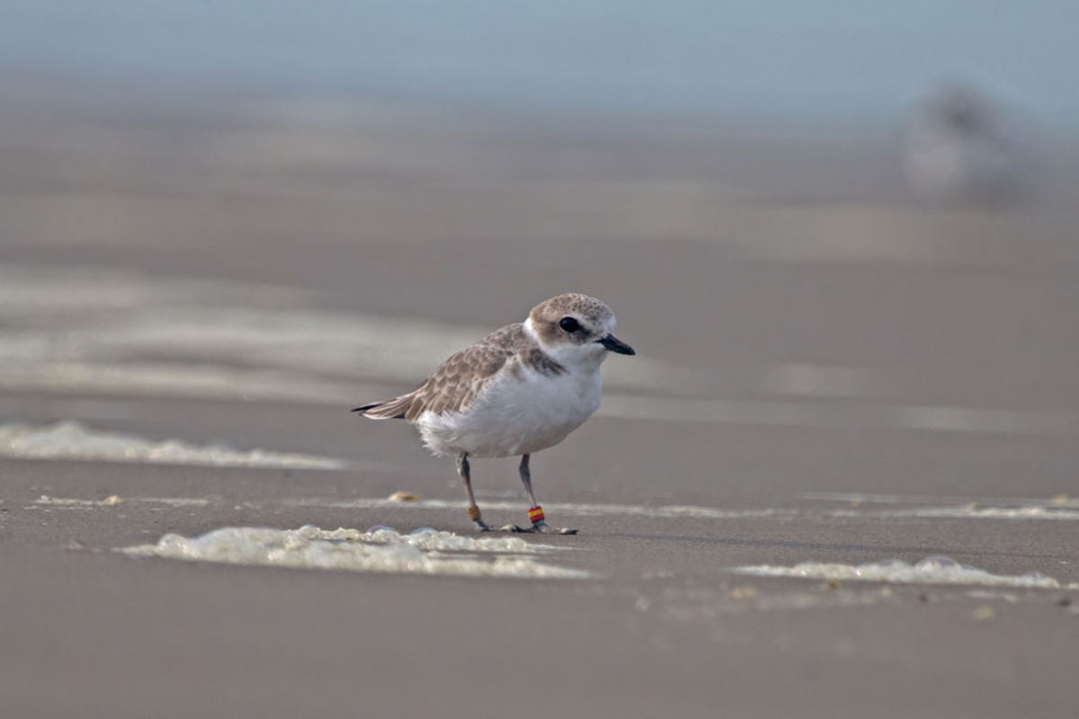Western Snowy Plover | FWS.gov