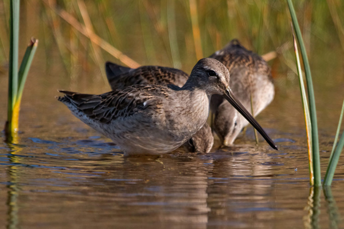 Short-billed Dowitchers | FWS.gov