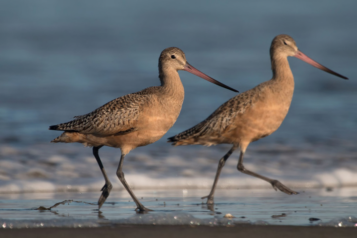Marbled Godwits | FWS.gov