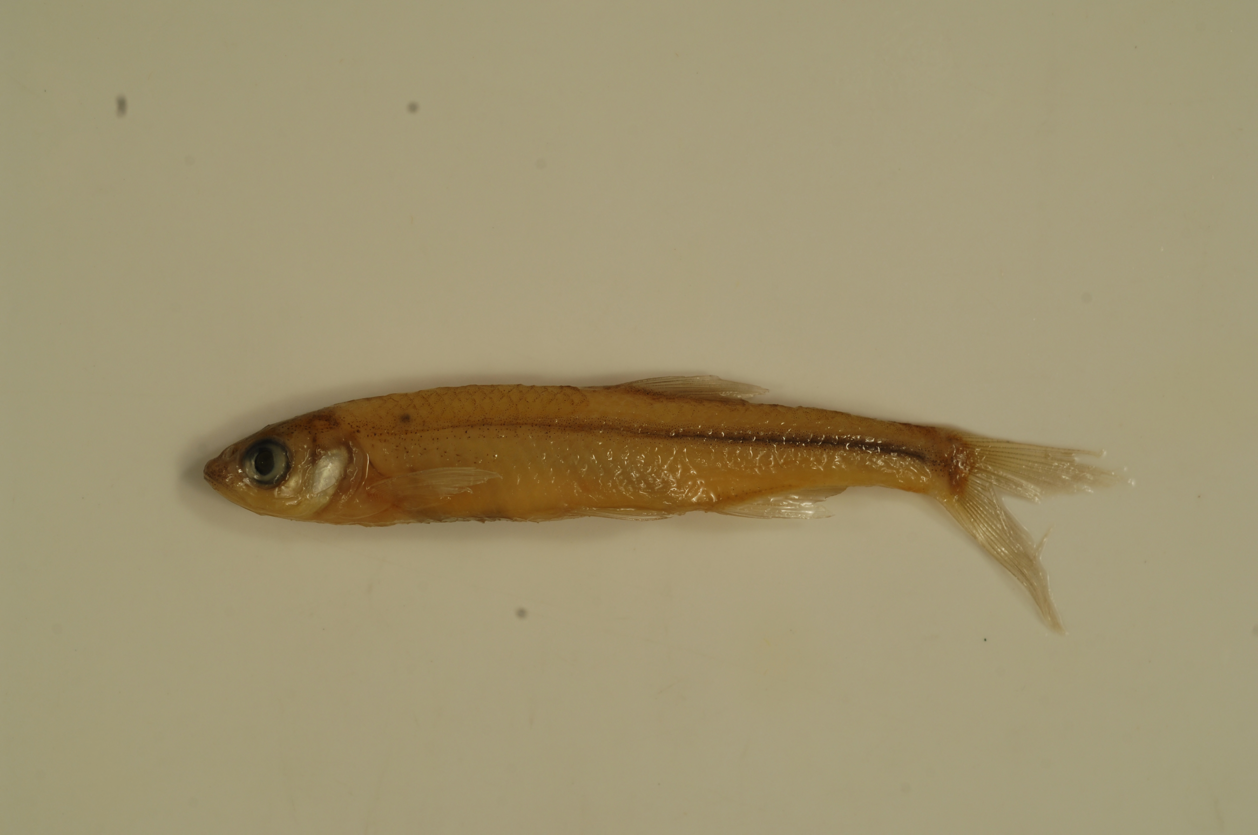 Notropis atherinoides | FWS.gov